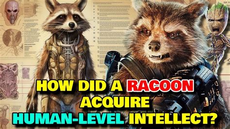 Is Rocket Raccoon A Real Raccoon At Joseph Heil Blog