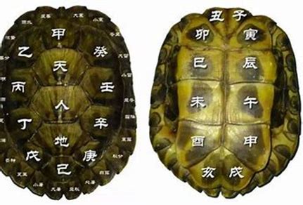 观察龟甲上的裂纹和图案