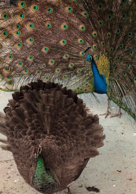 Premium Photo Peacock On A Bird
