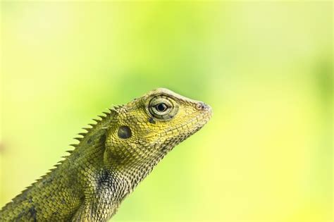 89 000 Smiling Lizard Pictures