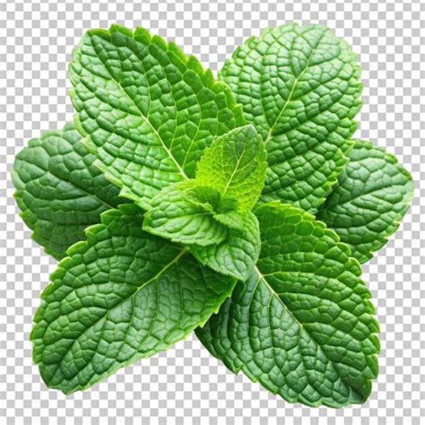 Mint Vegetable Premium Ai Generated Psd