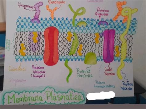 Membrana Plasmática Y Sus Partes