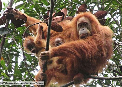 Sighting Of Tapanuli Orangutan Twins Raises Hope For Saving Species