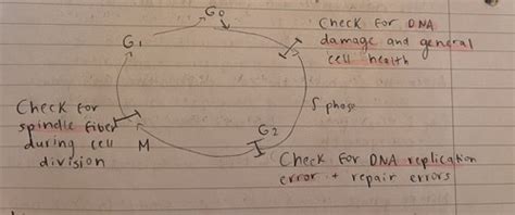 Biol 202 Chapter 8 Flashcards Quizlet
