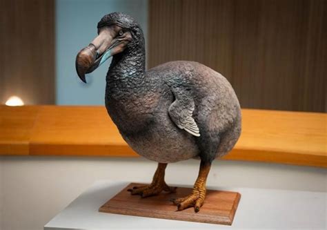 ¿el Dodo Era Realmente Un Pájaro Lento Y Gordo Destinado A Extinguirse 400 Años De Literatura