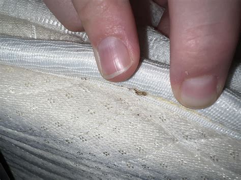 Casing R Bedbugs
