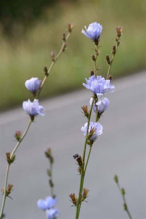 Vroege Vogels Foto Planten Cichorei