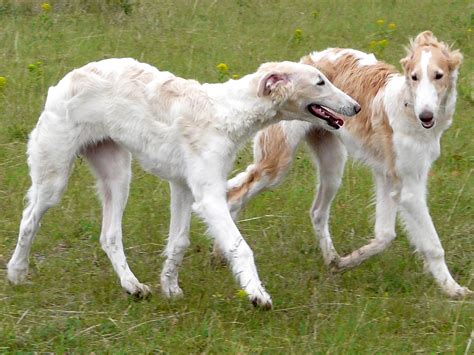 Borzoi Dog Wallpapers Funny Animals