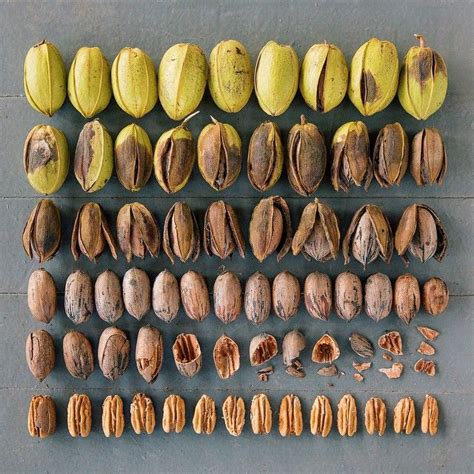 Emily Blincoe On Instagram “the Life Cycle Of A Texas Pecan Tinkertx