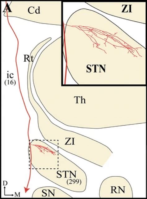 Hyperdirect Pathway Axon Composite Two Dimension Reconstructions From