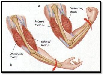 Ncert 6th Class Science Biology Body Movements Part L