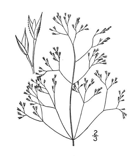 10 Bentgrass Drawing Stock Illustrations Royalty Free Vector Graphics