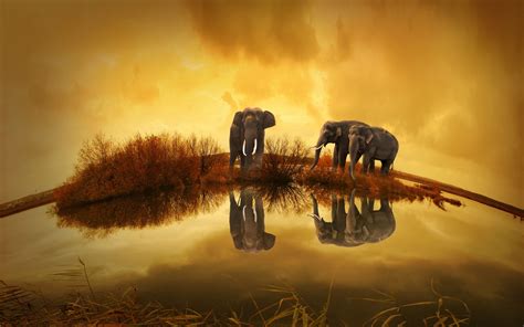 Asian Elephant Wallpapers 4k Hd Backgrounds On Wallpaperbat