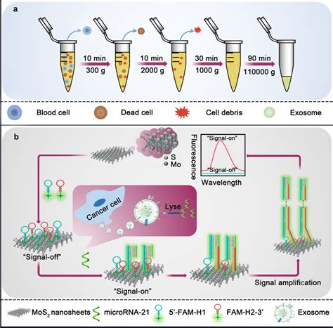 A The Process Of Extracting Exosomes By Ultracentrifugation B