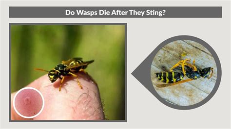 Do Wasps Die After They Sting Wasp Behavior And Biology