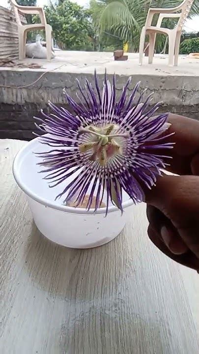 Decomposeing Roti Shorts Vidnyanexpriment Youtube