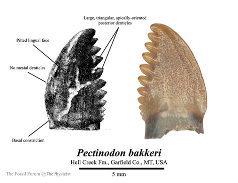 Pectinodon Identification Cretaceous The Fossil Forum