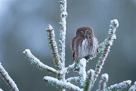 Der Kleine 1 Forum Für Naturfotografen