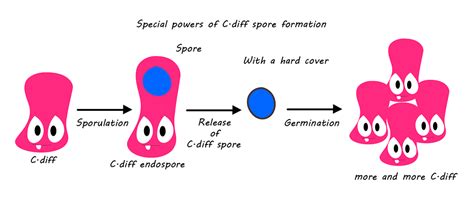 Opportunistic Bacteria C Diff Ask A Biologist