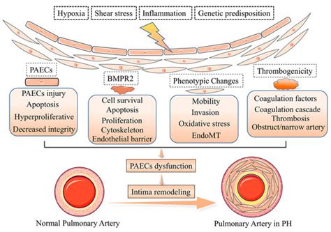 Pulmonary Vascular Remodeling In Pulmonary Hypertension