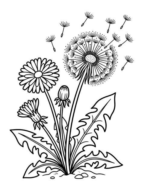 Dandelion Coloring Pages Coloringlib