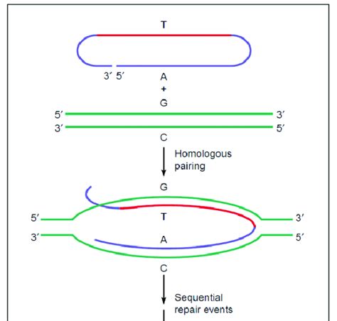 Integration Of A Targeting Oligonucleotide Into Double Stranded Dna