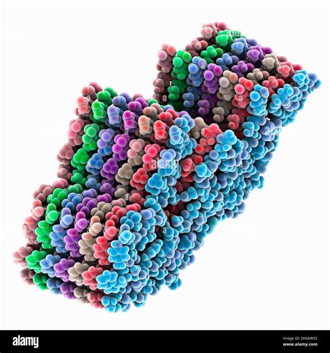 Al Amyloid Fibril From A Lambda Light Chain Molecular Model Image