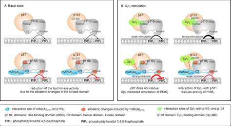 Different Inhibition Of Gβγ Stimulated Class Ib Phosphoinositide 3
