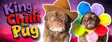 King Chilli The Pug