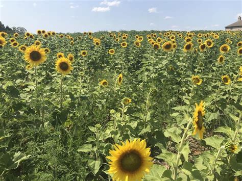 Kearstons Inspired Creations