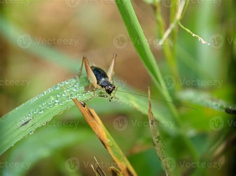 Grasshopper On Leaf Macro Photography Extreme Close Up 10971608 Stock