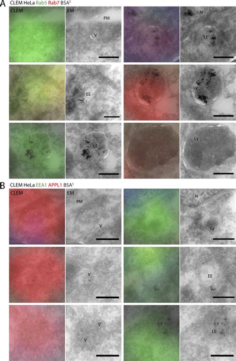 Original Clem And Em Images From Pseudocolored Examples In Figs 3 And Download Scientific