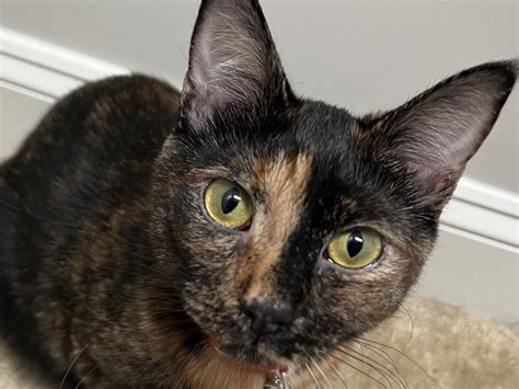 Kiki The Most Chatty Kitty Ever R Torties