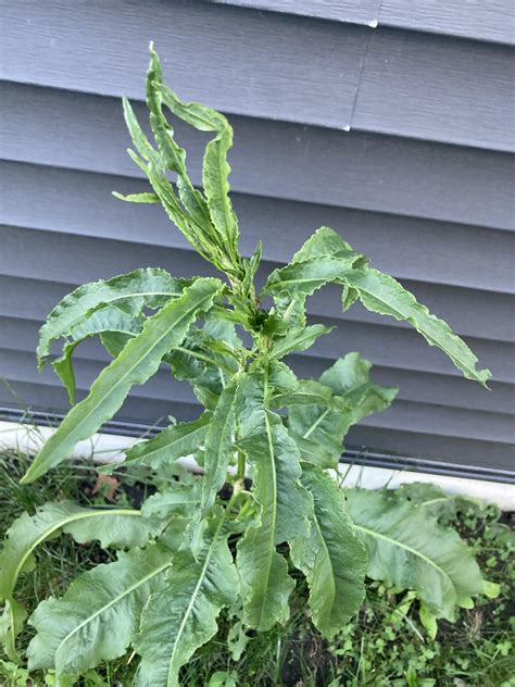 Random Super Tall Weed Rplantidentification