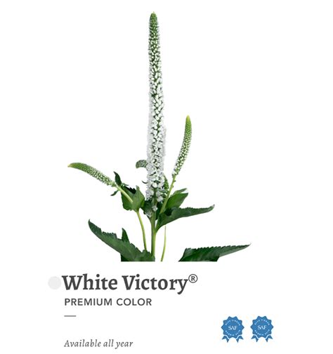 Fresh Flowers Veronica Victorias Blossom Inc