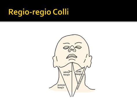 Osteologi Kepala Dan Leher Ppt Download