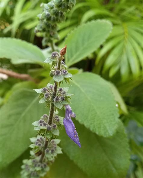 Coleus Barbatus Root Extract Plectranthus Barbatus Root Extract