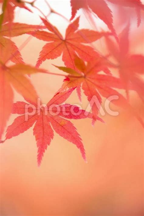 紅葉の葉っぱ No 1090907｜写真素材なら「写真ac」無料（フリー）ダウンロードok