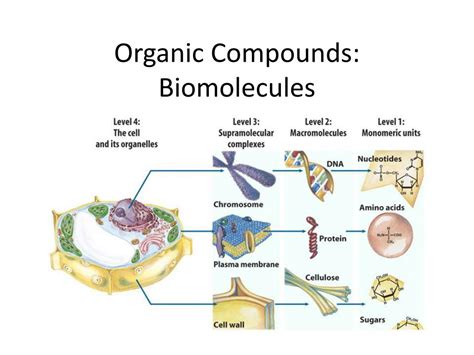 Ppt Organic Compounds Biomolecules Powerpoint Presentation Free