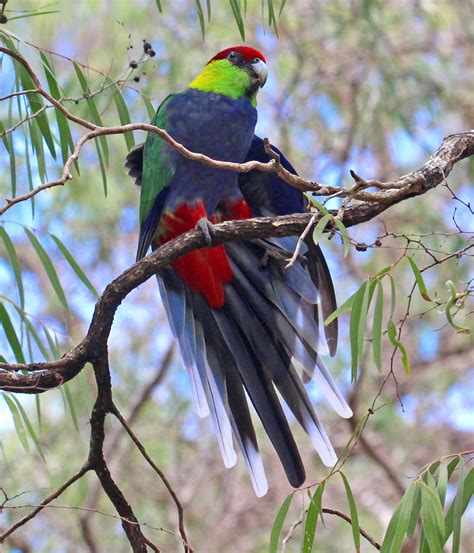 Birds Of Western Australia The Orchids Of Western Australia