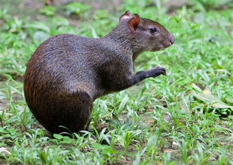 Agouti Learn About Nature