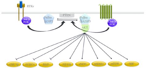 Phosphatidylinositol 3 Kinase Pi3k Pathway Activation Of Class Ia B Download Scientific