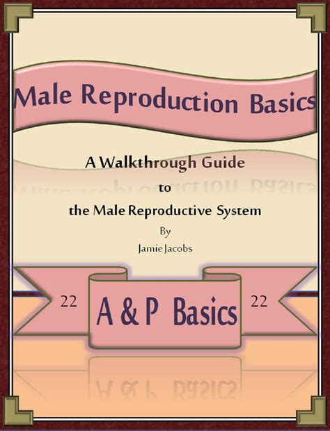 Buy Male Reproduction Basics A Walkthrough Guide To The Male