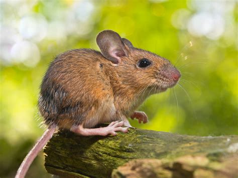 Apodemus Sylvaticus Wood Mouse