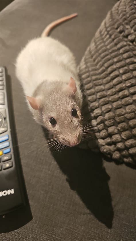 Shame Her She Keeps Climbing In The Christmas Tree Rrats