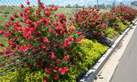 Callistemon Redmans Fire Bottlebrush 8 Pot Hello Hello Plants