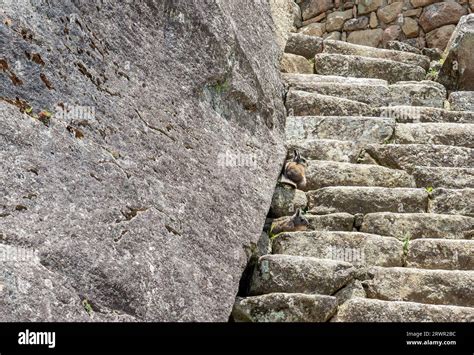 Vizcacha Or Viscacha Lagidium Peruanum On Steps In Machu Picchu Peru