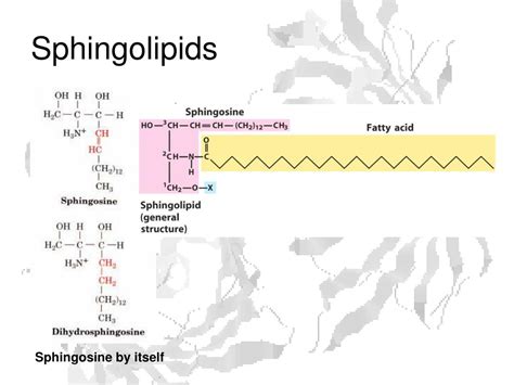 Ppt Lipids Powerpoint Presentation Free Download Id 1317643