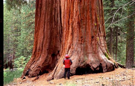 Giant Tree Sequoia National Park Grfz