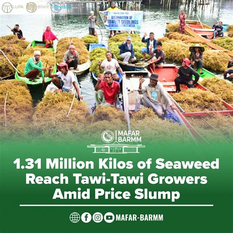 131 Million Kilos Of Seaweed Reach Tawi Tawi Growers Amid Price Slump